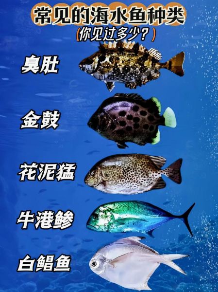 海鱼种类图片及名称_常见海鱼有哪些-第3张图片-山城妙识 海鱼种类图片及名称_常见海鱼有哪些-第3张图片-山城妙识