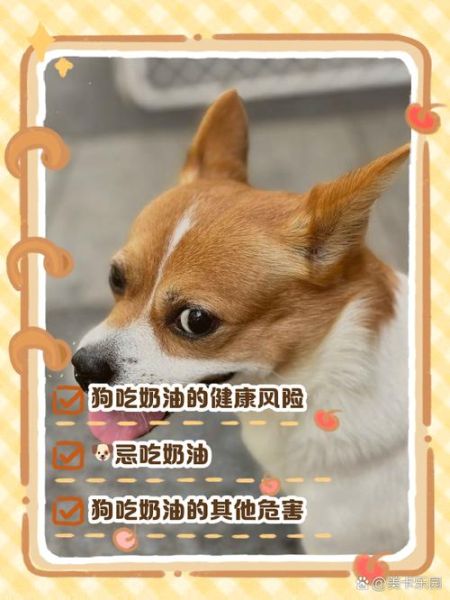 奶油犬多少钱一只_奶油犬价格影响因素-第2张图片-山城妙识