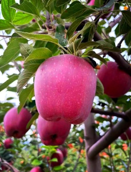 花牛苹果的功效与作用_花牛苹果的禁忌有哪些-第3张图片-山城妙识