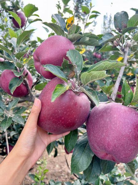 花牛苹果的功效与作用_花牛苹果的禁忌有哪些-第1张图片-山城妙识