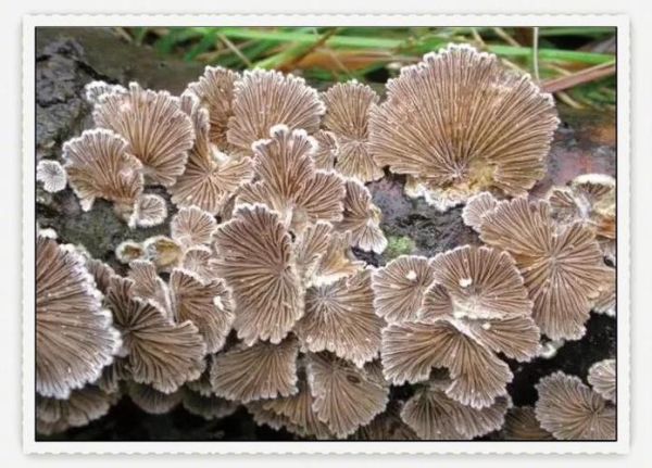 白色野生菌菇有哪些_如何安全识别可食用品种-第2张图片-山城妙识