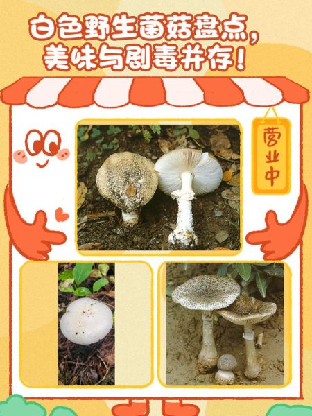 白色野生菌菇有哪些_如何安全识别可食用品种-第1张图片-山城妙识