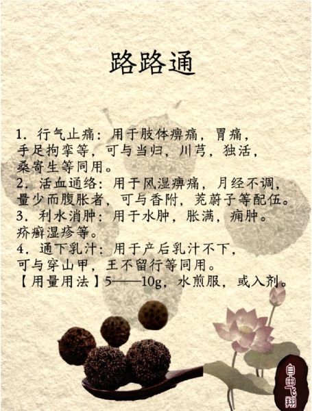 路路通中药功效与作用_路路通能治哪些病-第1张图片-山城妙识 路路通中药功效与作用_路路通能治哪些病-第1张图片-山城妙识