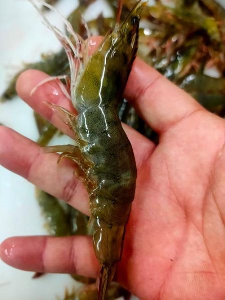 活明虾多少钱一斤_活明虾价格受哪些因素影响-第2张图片-山城妙识