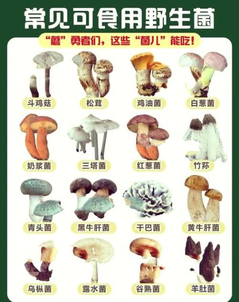 白色野生菌菇有哪些_如何安全识别可食用品种-第3张图片-山城妙识
