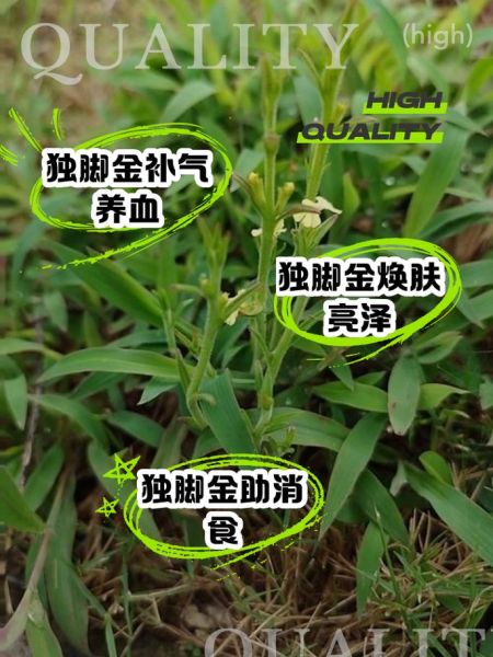 独脚金图片长什么样_独脚金的功效与作用-第1张图片-山城妙识 独脚金图片长什么样_独脚金的功效与作用-第1张图片-山城妙识