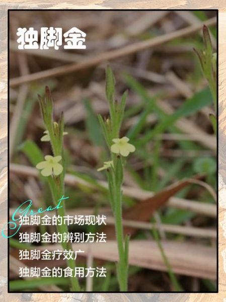 独脚金图片长什么样_独脚金的功效与作用-第3张图片-山城妙识 独脚金图片长什么样_独脚金的功效与作用-第3张图片-山城妙识