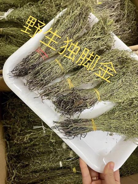 独脚金图片长什么样_独脚金的功效与作用-第2张图片-山城妙识 独脚金图片长什么样_独脚金的功效与作用-第2张图片-山城妙识