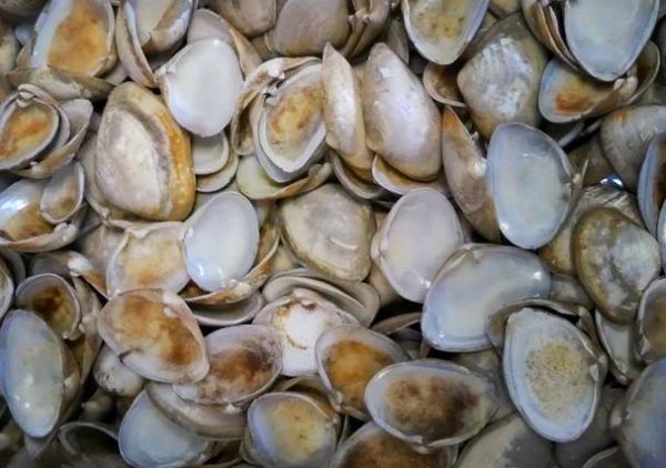 蛤是多音字吗_蛤有几个读音-第1张图片-山城妙识