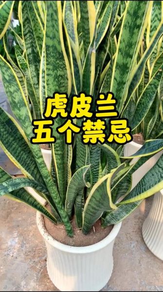 虎皮兰有毒吗_虎皮兰对猫狗有害吗-第1张图片-山城妙识 虎皮兰有毒吗_虎皮兰对猫狗有害吗-第1张图片-山城妙识