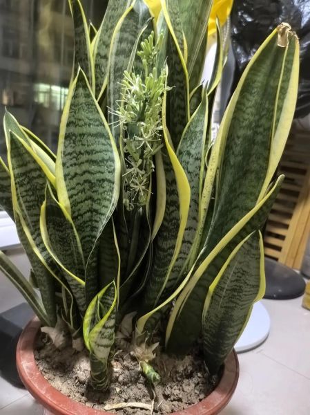 虎皮兰有毒吗_虎皮兰对猫狗有害吗-第2张图片-山城妙识 虎皮兰有毒吗_虎皮兰对猫狗有害吗-第2张图片-山城妙识