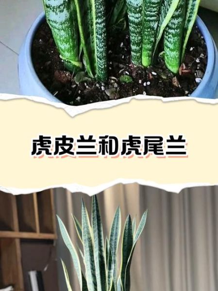 虎皮兰有毒吗_虎皮兰对猫狗有害吗-第3张图片-山城妙识 虎皮兰有毒吗_虎皮兰对猫狗有害吗-第3张图片-山城妙识