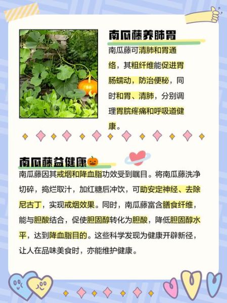 南瓜藤汁的功效与作用_南瓜藤汁可以喝吗-第2张图片-山城妙识