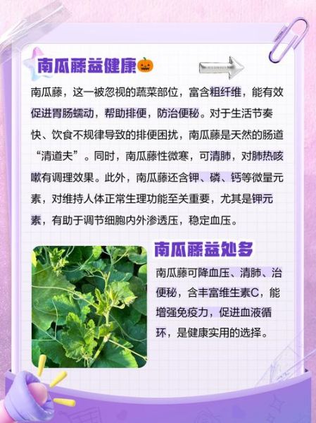 南瓜藤汁的功效与作用_南瓜藤汁可以喝吗-第3张图片-山城妙识