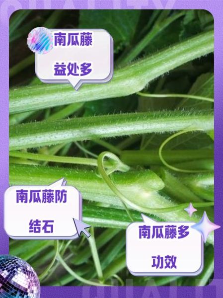南瓜藤汁的功效与作用_南瓜藤汁可以喝吗-第1张图片-山城妙识