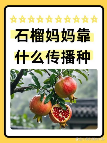 石榴籽一家亲是什么_石榴籽一家亲的意义-第2张图片-山城妙识 石榴籽一家亲是什么_石榴籽一家亲的意义-第2张图片-山城妙识