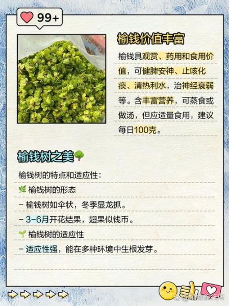 榆钱为什么叫榆钱_榆钱名字的由来-第1张图片-山城妙识 榆钱为什么叫榆钱_榆钱名字的由来-第1张图片-山城妙识