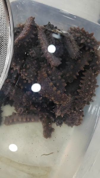 朝鲜海参为什么便宜_朝鲜海参价格低的真相-第2张图片-山城妙识 朝鲜海参为什么便宜_朝鲜海参价格低的真相-第2张图片-山城妙识