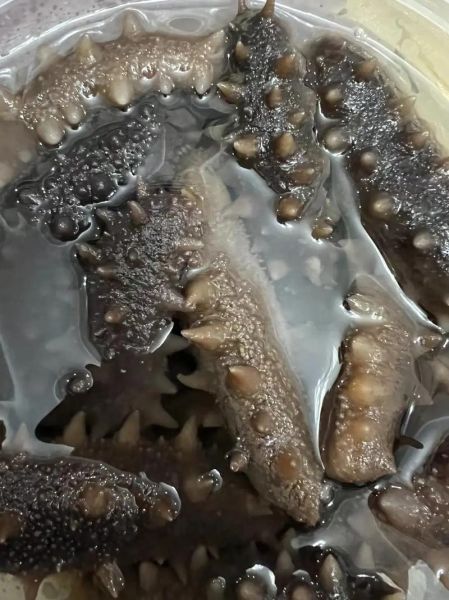 朝鲜海参为什么便宜_朝鲜海参价格低的真相-第3张图片-山城妙识 朝鲜海参为什么便宜_朝鲜海参价格低的真相-第3张图片-山城妙识