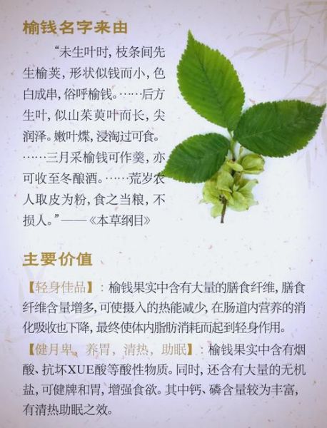 榆钱为什么叫榆钱_榆钱名字的由来-第3张图片-山城妙识 榆钱为什么叫榆钱_榆钱名字的由来-第3张图片-山城妙识