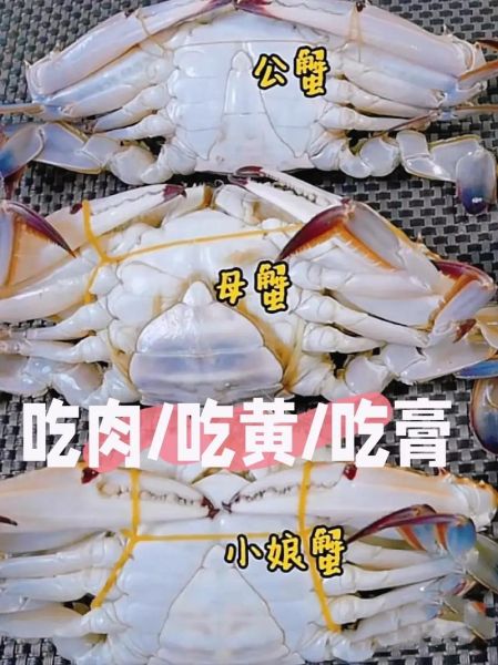 梭子蟹公母哪个好吃_梭子蟹公蟹母蟹区别-第1张图片-山城妙识 梭子蟹公母哪个好吃_梭子蟹公蟹母蟹区别-第1张图片-山城妙识
