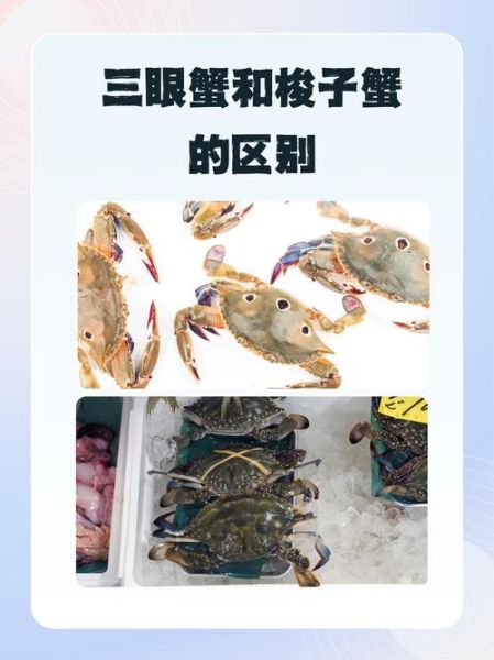 梭子蟹公母哪个好吃_梭子蟹公蟹母蟹区别-第2张图片-山城妙识 梭子蟹公母哪个好吃_梭子蟹公蟹母蟹区别-第2张图片-山城妙识