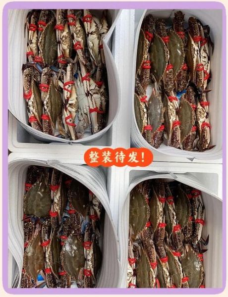 梭子蟹公母哪个好吃_梭子蟹公蟹母蟹区别-第3张图片-山城妙识 梭子蟹公母哪个好吃_梭子蟹公蟹母蟹区别-第3张图片-山城妙识