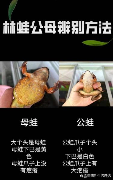 哈士蟆是什么_哈士蟆怎么分辨真假-第1张图片-山城妙识 哈士蟆是什么_哈士蟆怎么分辨真假-第1张图片-山城妙识