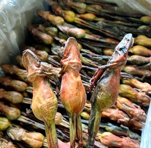 哈士蟆是什么_哈士蟆怎么分辨真假-第3张图片-山城妙识 哈士蟆是什么_哈士蟆怎么分辨真假-第3张图片-山城妙识