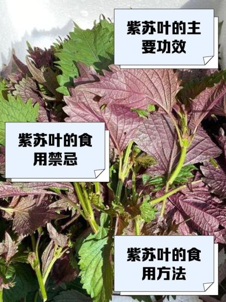 紫苏是什么植物_紫苏的功效与作用-第1张图片-山城妙识 紫苏是什么植物_紫苏的功效与作用-第1张图片-山城妙识