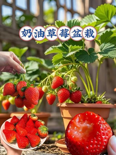 牛奶草莓怎么种_牛奶草莓种植方法-第1张图片-山城妙识