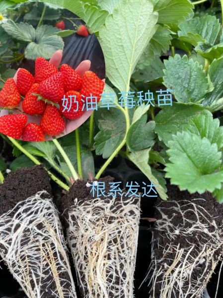牛奶草莓怎么种_牛奶草莓种植方法-第3张图片-山城妙识