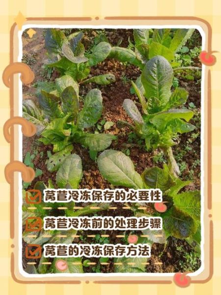 莴笋怎么保存时间长_莴笋图片识别技巧-第3张图片-山城妙识