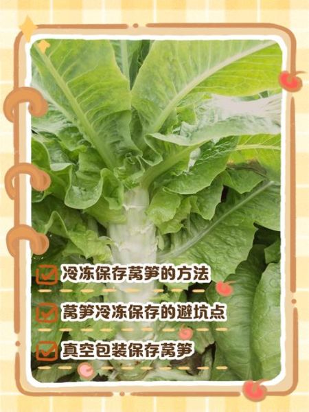 莴笋怎么保存时间长_莴笋图片识别技巧-第2张图片-山城妙识