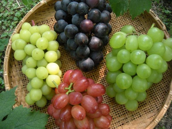 十大低糖水果有哪些_糖尿病人能吃哪些水果-第3张图片-山城妙识