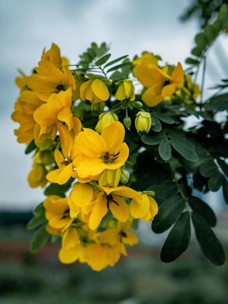 黄槐花的功效与作用_黄槐花怎么吃最好-第1张图片-山城妙识