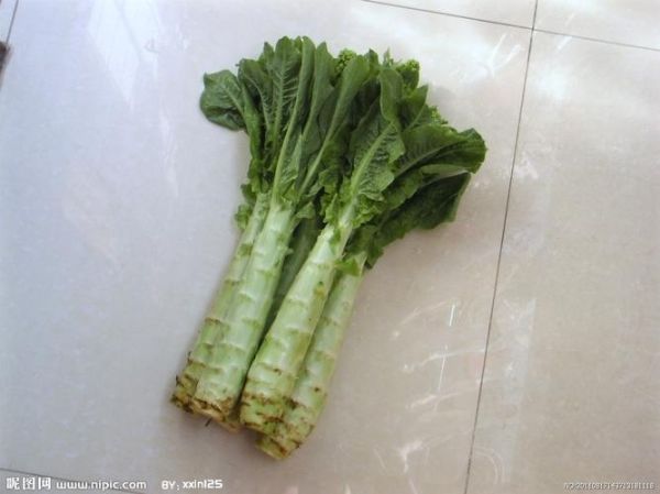 莴苣图片大全大图_莴苣高清图怎么拍-第3张图片-山城妙识 莴苣图片大全大图_莴苣高清图怎么拍-第3张图片-山城妙识