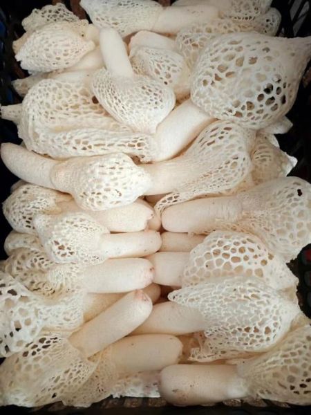 红托竹荪长什么样_红托竹荪怎么分辨真假-第1张图片-山城妙识