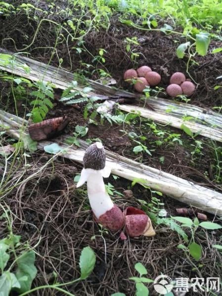 红托竹荪长什么样_红托竹荪怎么分辨真假-第3张图片-山城妙识