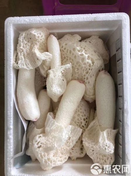 红托竹荪长什么样_红托竹荪怎么分辨真假-第2张图片-山城妙识