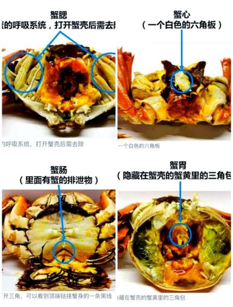 大闸蟹哪些部位不能吃_死蟹为什么不能吃-第1张图片-山城妙识 大闸蟹哪些部位不能吃_死蟹为什么不能吃-第1张图片-山城妙识