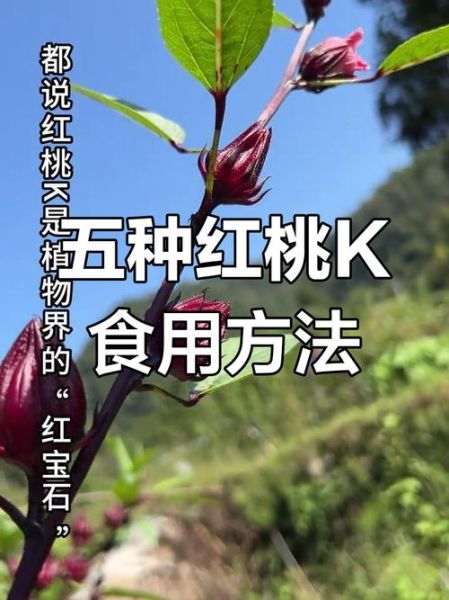红桃k果怎么吃_红桃k果的功效与食用方法-第1张图片-山城妙识 红桃k果怎么吃_红桃k果的功效与食用方法-第1张图片-山城妙识
