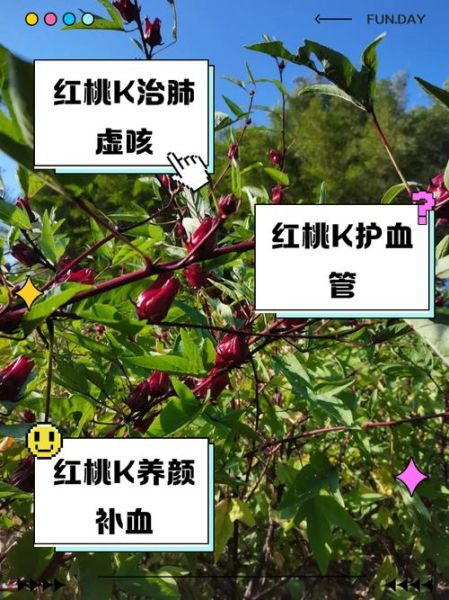 红桃k果怎么吃_红桃k果的功效与食用方法-第2张图片-山城妙识 红桃k果怎么吃_红桃k果的功效与食用方法-第2张图片-山城妙识