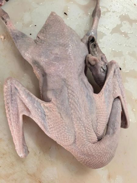 肉粽鹅是什么梗_肉粽鹅出处-第2张图片-山城妙识