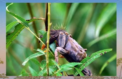 蛸蜞是什么_蛸蜞和螃蟹区别-第2张图片-山城妙识