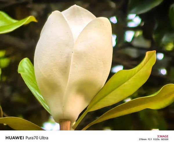 广玉兰什么时候开花_广玉兰耐寒多少度-第3张图片-山城妙识 广玉兰什么时候开花_广玉兰耐寒多少度-第3张图片-山城妙识