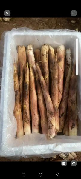 雷竹笋价格多少钱一斤_雷竹笋最新行情-第2张图片-山城妙识 雷竹笋价格多少钱一斤_雷竹笋最新行情-第2张图片-山城妙识