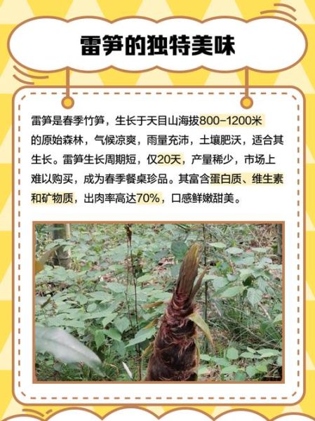 雷竹笋价格多少钱一斤_雷竹笋最新行情-第1张图片-山城妙识 雷竹笋价格多少钱一斤_雷竹笋最新行情-第1张图片-山城妙识