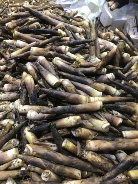 雷竹笋价格多少钱一斤_雷竹笋最新行情-第3张图片-山城妙识 雷竹笋价格多少钱一斤_雷竹笋最新行情-第3张图片-山城妙识