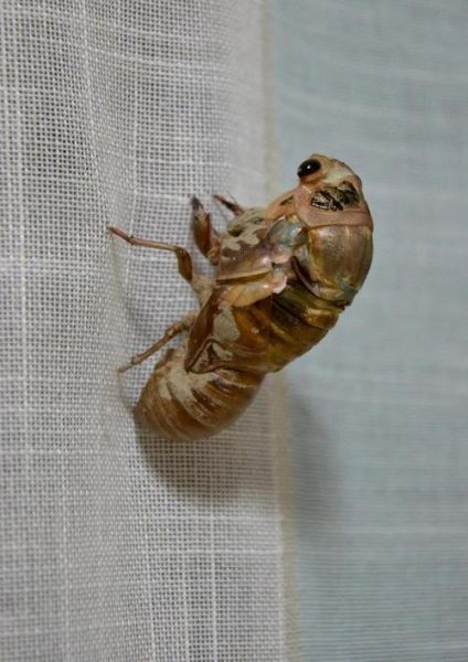 知了怎么繁殖出来的_知了繁殖周期多久-第2张图片-山城妙识